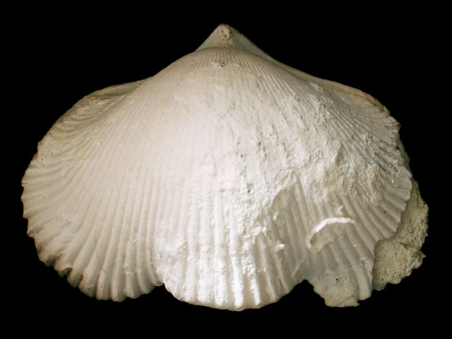 石燕の巻: 腕足類 Brachiopod